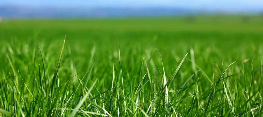 Lawn & Pasture Seed – The Mercantile and Feed Company