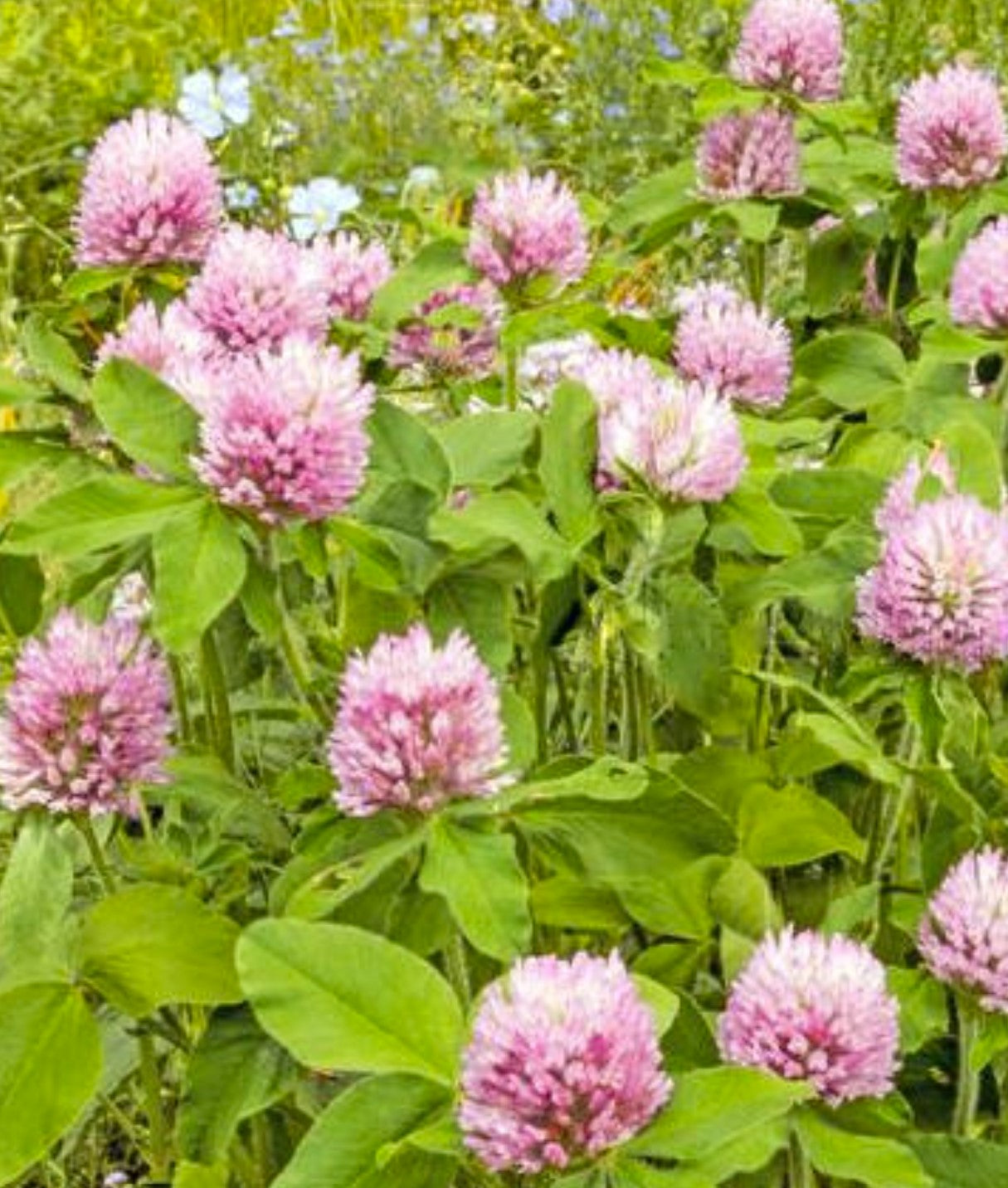 Double Cut Red Clover Grass Seed 2kg – The Mercantile and Feed Company