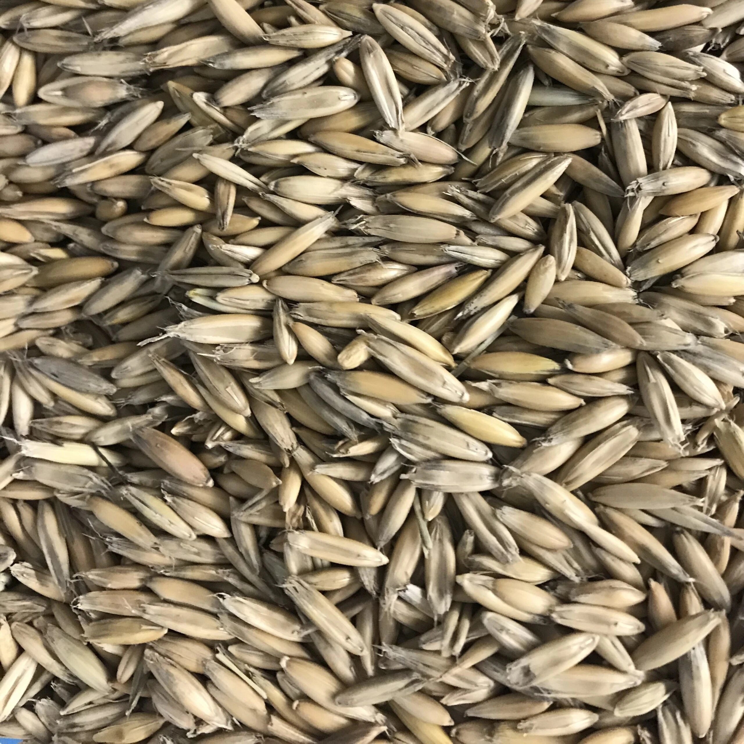 Whole Oats 20KG – The Mercantile and Feed Company